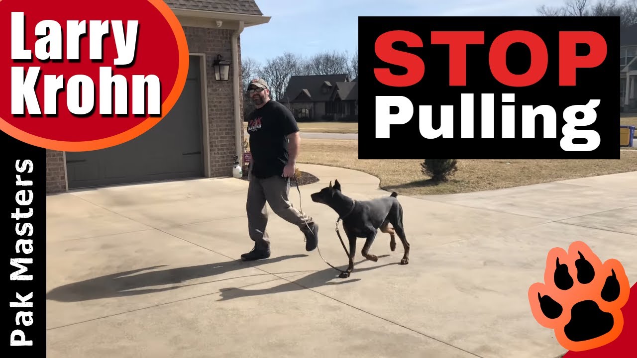 How to teach any dog to stop pulling and walk nicely on a loose leash ...