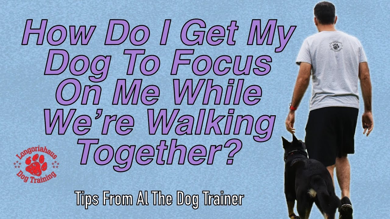 How To Get Your Dog To Focus On You While Walking Together - Tips From ...