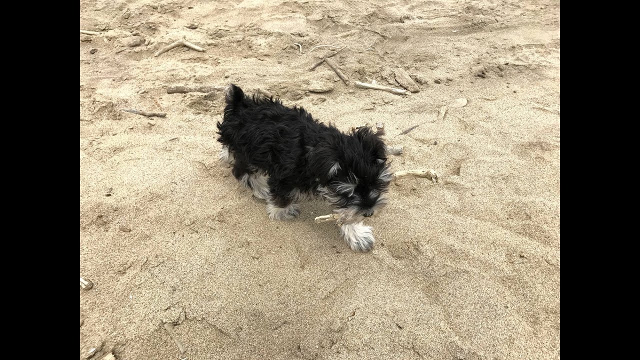 Puppy named Laff playing in the sand - Best Dog Training Methods