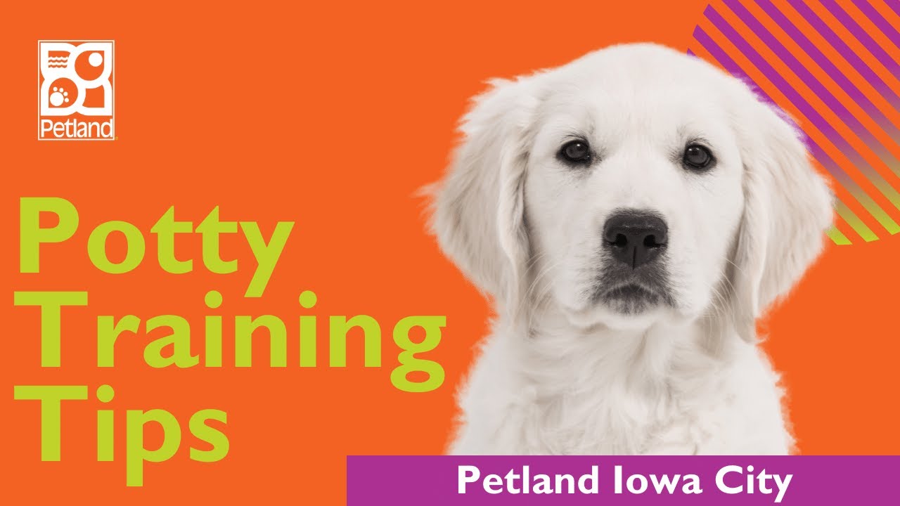 Tips On How To Potty Train Your Puppy - Best Dog Training Methods