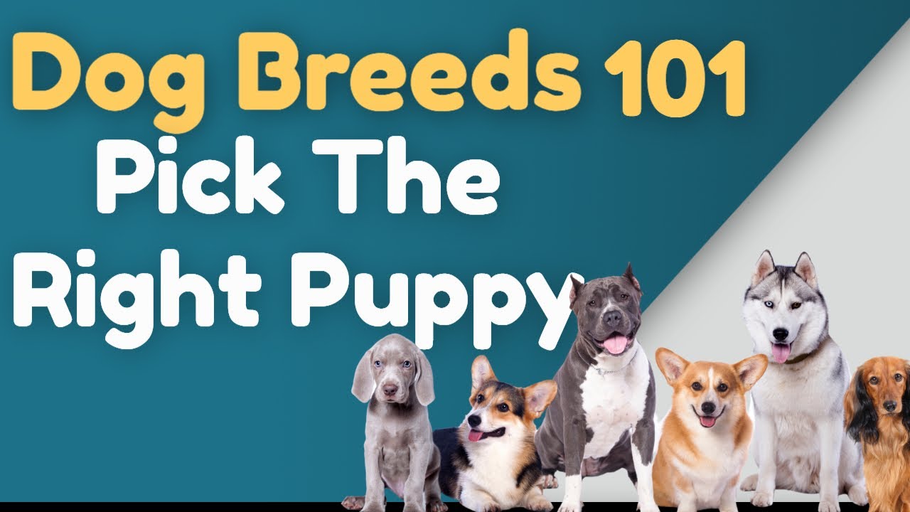 Dog Breeds 101 Picking the Right Puppy for Your Family - Best Dog ...
