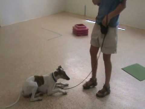 Free Shaping Pt. 1: Dog Training Tips from Villa La PAWS - Best Dog ...