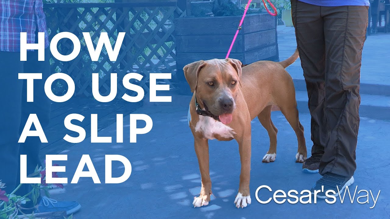 How to Use a Training Lead - Best Dog Training Methods