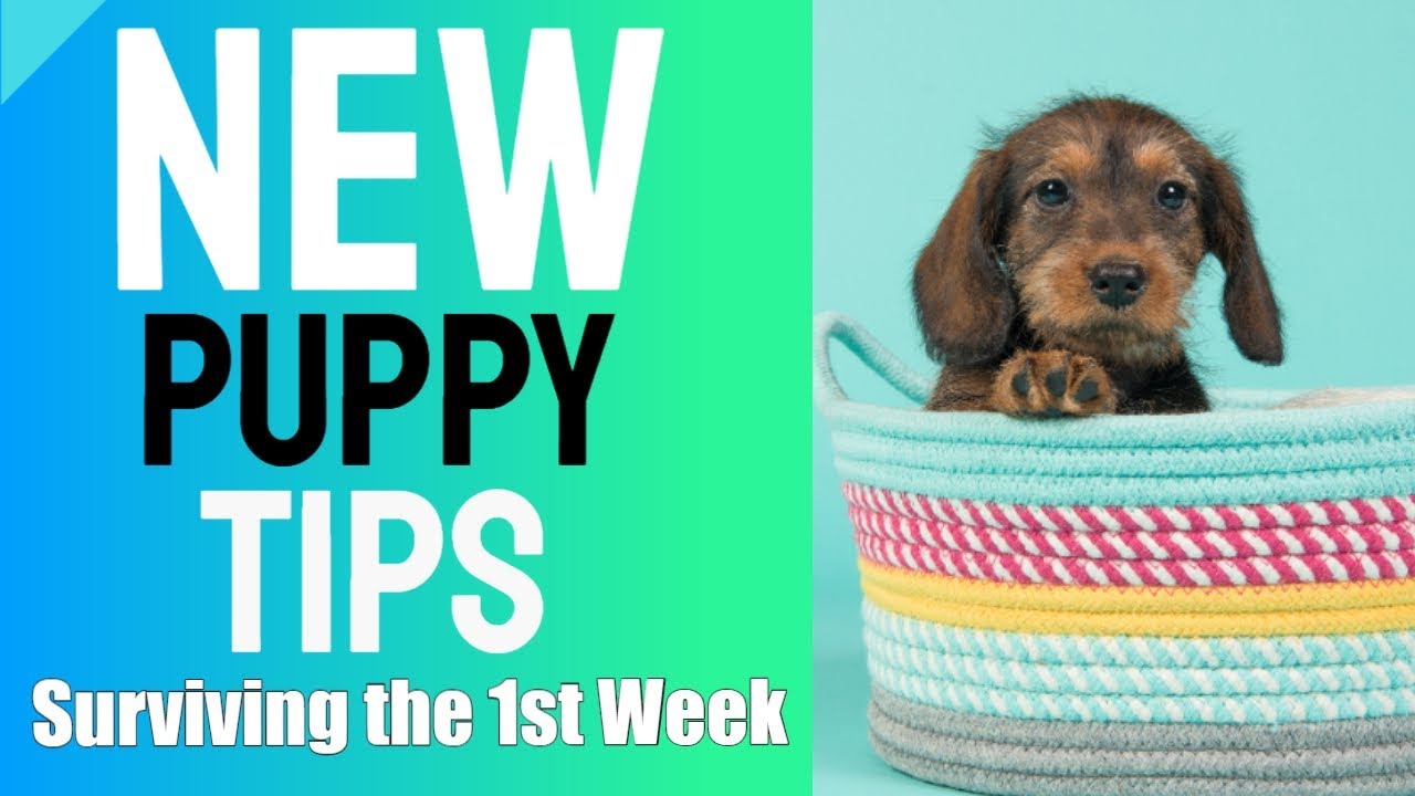 New Puppy Tips - Surviving the First Week - Best Dog Training Methods