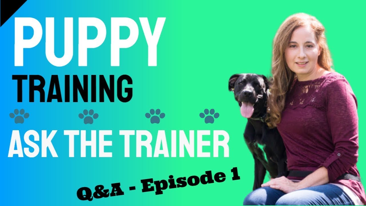 Puppy Training - Ask the Dog Trainer Q&A Episode 1 - Best Dog Training ...
