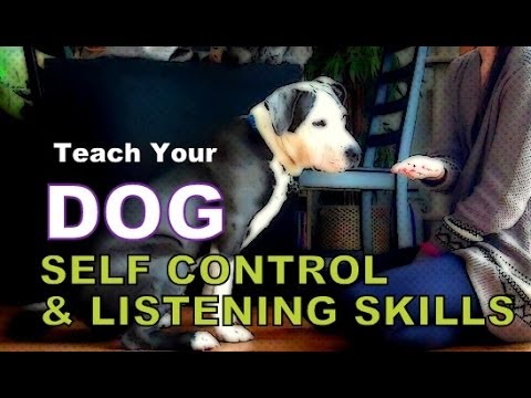 Increase Your Dog's Self Control, Listening Skills & Mental Stimulation ...