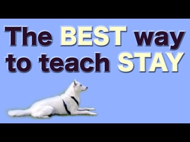 The BEST and FASTEST way to teach STAY - stay training, stay fun ...