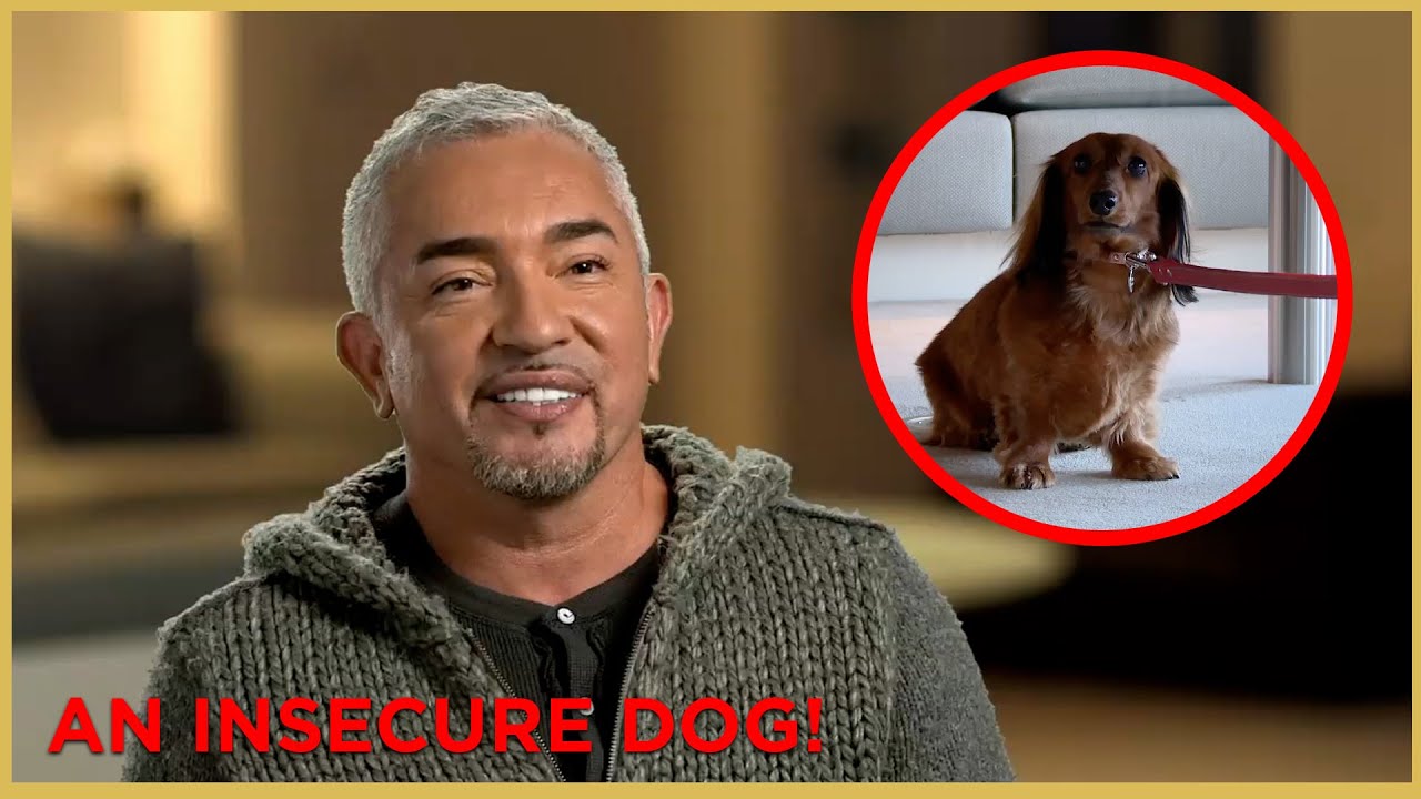 Helping an INSECURE Dog (feat. Jerry Seinfeld!) | Cesar911 Shorts ...