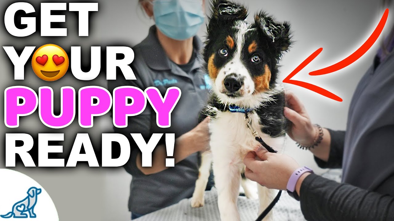 Take The Stress Out Of Your Puppy's First Vet Visit With These 5 Tips ...