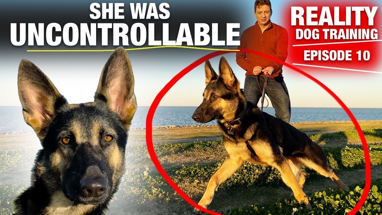 She was UNCONTROLLABLE days ago. How is this possible? Reality Dog ...