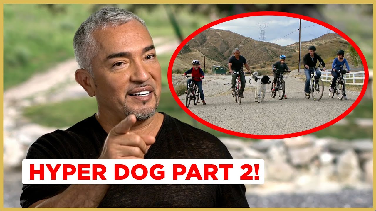 Can this family work TOGETHER to help this dog? (Hyper Dog Part 2 ...