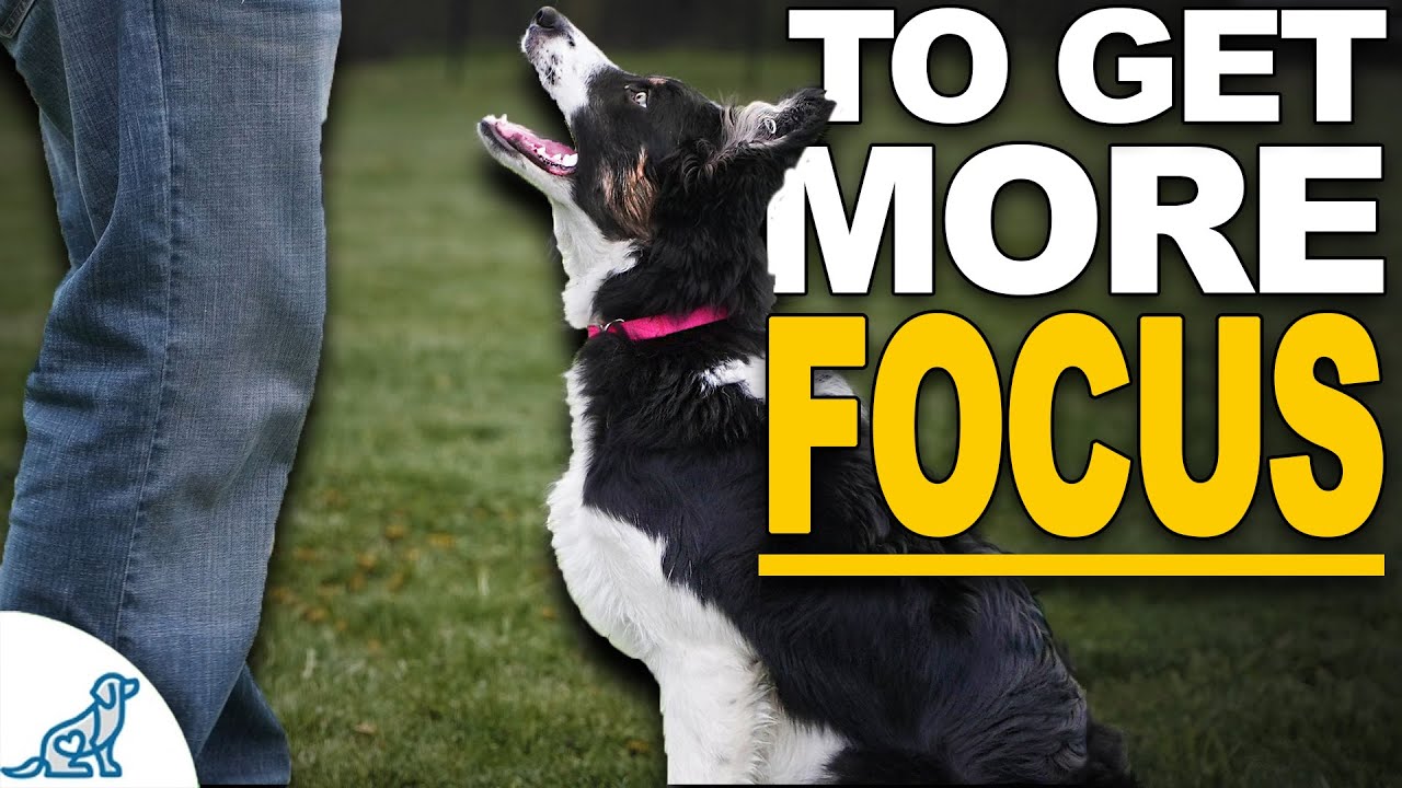 Is Your Dog Easily Distracted? These 5 Tips Will Change EVERYTHING ...