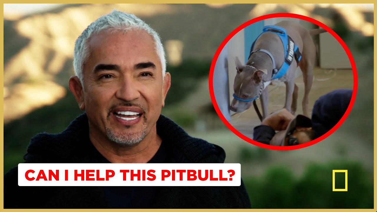 Can this Pitbull pass Cesar's Final Test? (Better Human Better Dog ...