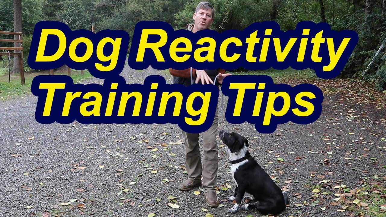 Tip for Leash Reactive Dogs- Building Engagement - Best Dog Training ...