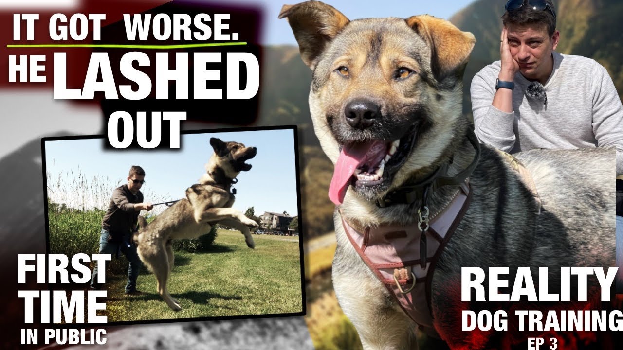 I took this totally untrained dog in public for the first time & HE ...