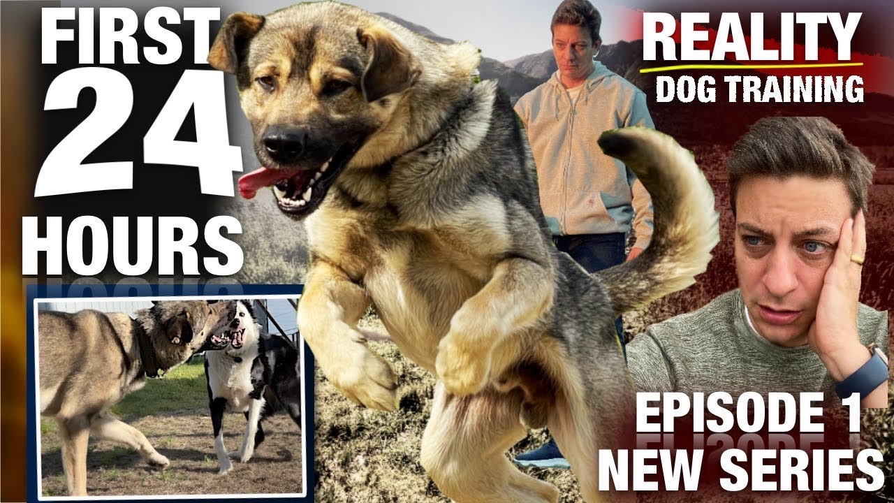 My First 24 HOURS with the WILDEST UNTRAINED DOG I’ve Ever Lived With ...