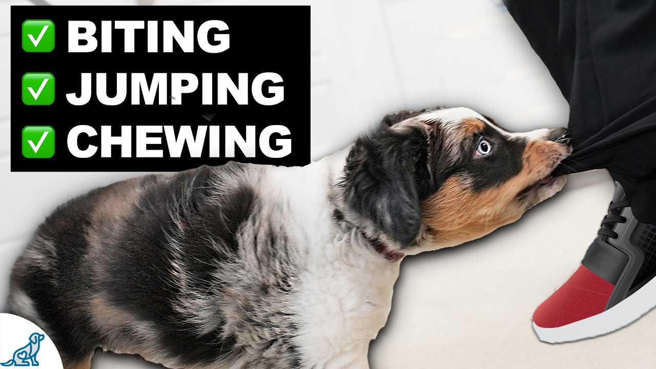 The CHEAPEST Tool To TRANSFORM Your Puppy Training! - Best Dog Training ...
