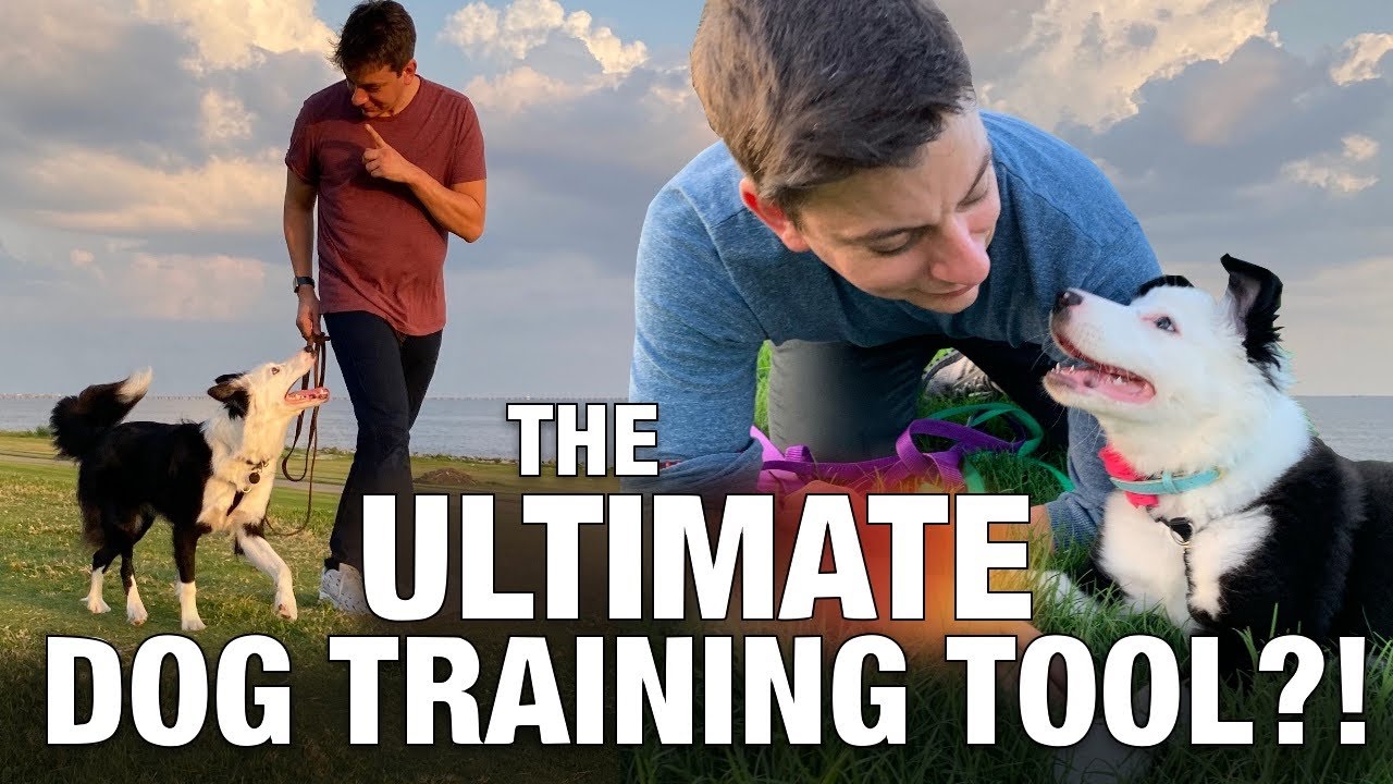 The ULTIMATE Dog Training Tool!?! - Best Dog Training Methods