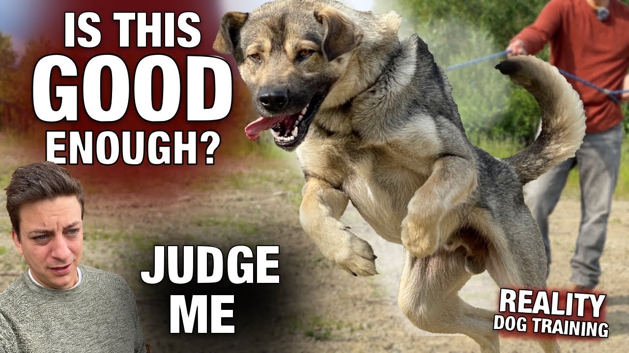 I REFUSE to Be the “Alpha”. What 4 weeks of Positive Reinforcement ...