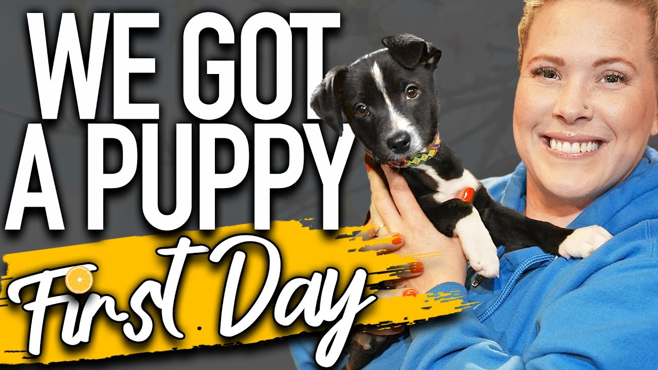 Your Complete First Day Home Puppy Training Schedule - Best Dog ...