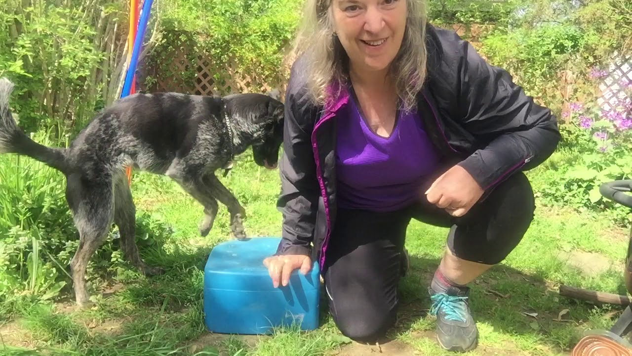 Dog tricks: Cookie does "Paws Up and Rotate" (part 2) - Best Dog ...