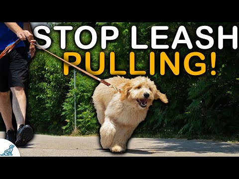 The Unpopular TRUTH About Your Leash Walking Training - Best Dog ...
