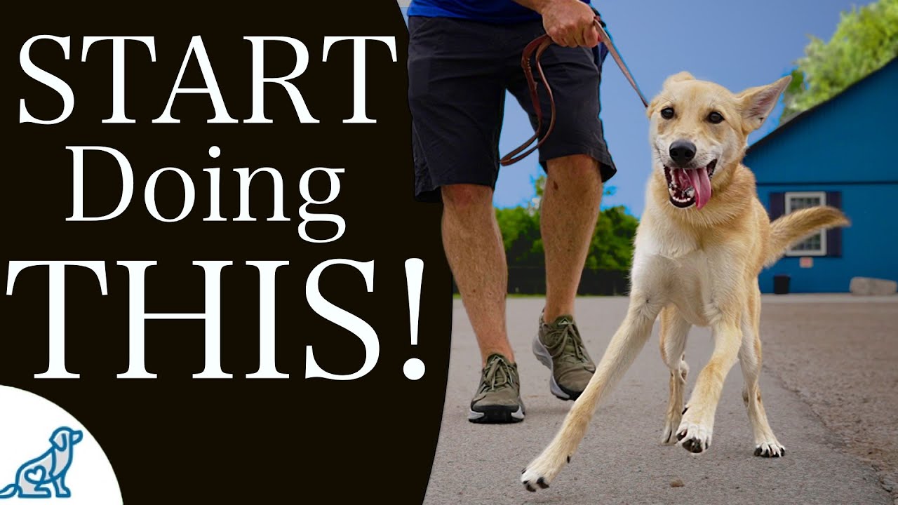STOP Struggling With Traditional "Leash Walking Training" - Best Dog ...