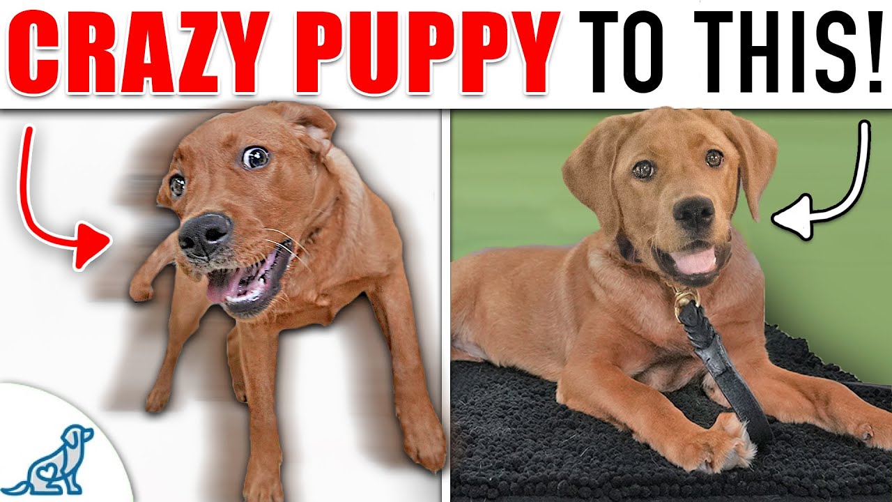 Your “Wild and Crazy” Puppy Needs To Learn THIS! - Best Dog Training ...