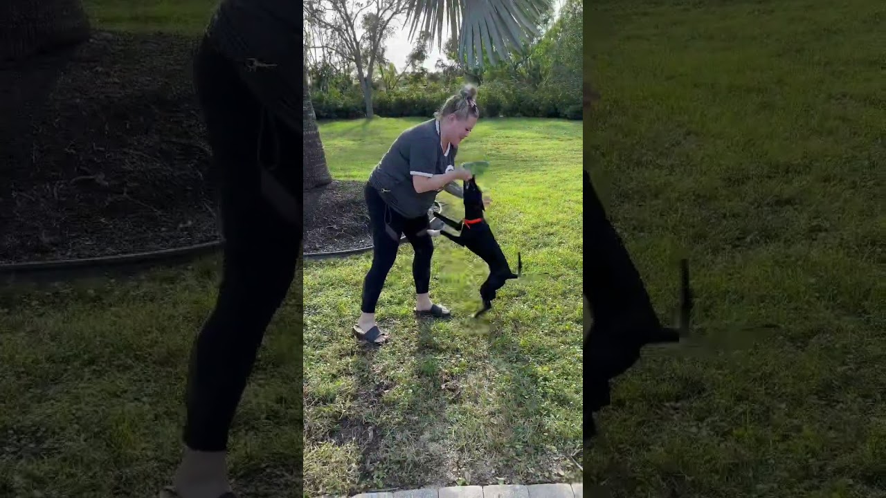 Check Out The Puppy’s “SIT” Command!!! - Best Dog Training Methods