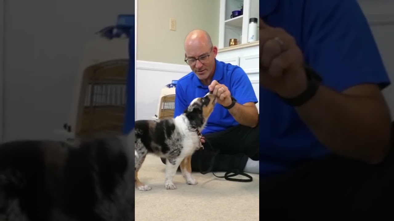 Use THIS Training Tool With Your HYPER Puppy! - Best Dog Training Methods