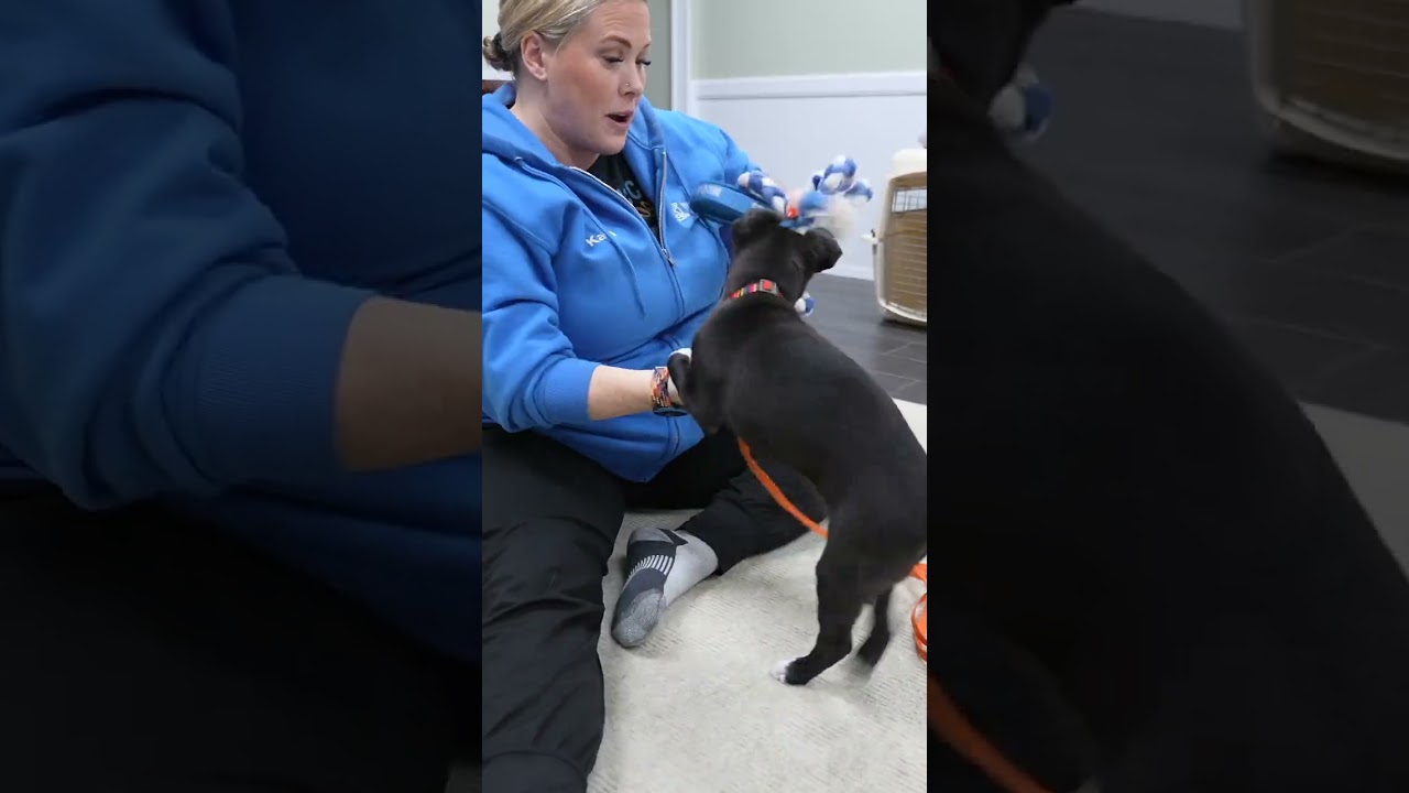 Tire Out Your HYPER Puppy With THIS Game! - Best Dog Training Methods