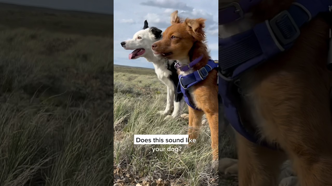 Turn Your Dog’s Fear into Confidence With These Techniques! # ...