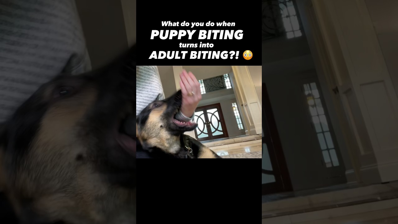 What do you do when Puppy Biting turns into *Adult* Biting?! 😳 # ...