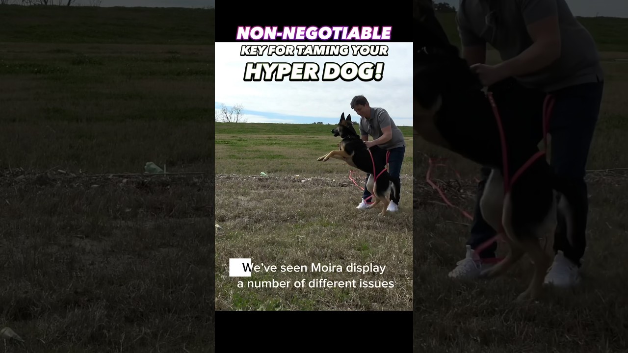 Non-Negotiable Key for Taming Your Hyper Dog! #dogtraining #dogtrainer ...