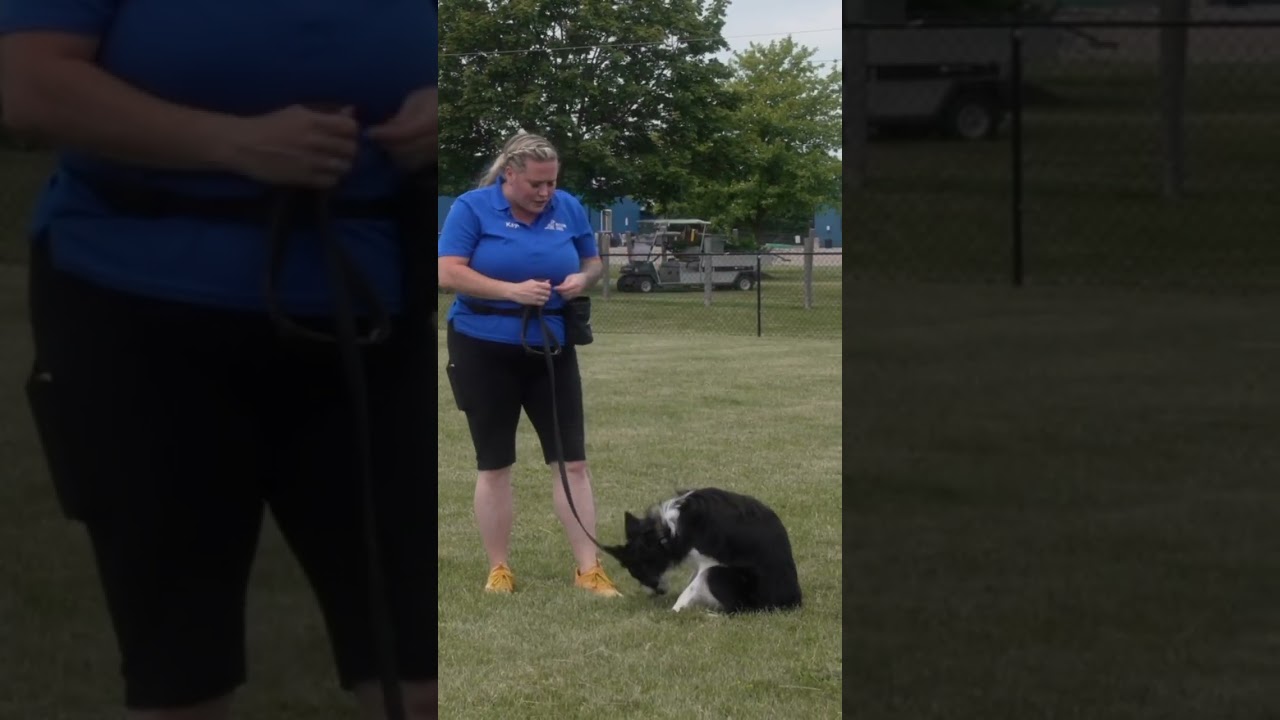 Does Your Dog Get Distracted Outside? Try THIS! - Best Dog Training Methods