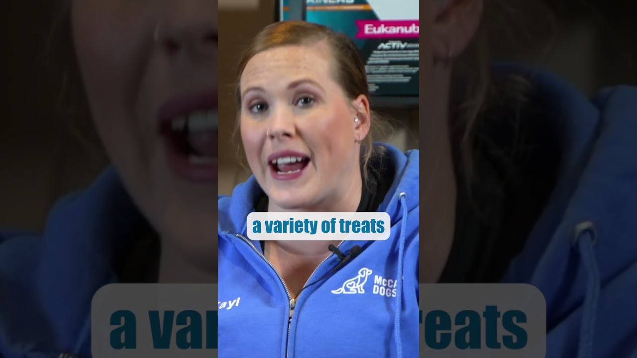 Is Your Puppy Distracted By EVERYTHING? - Best Dog Training Methods