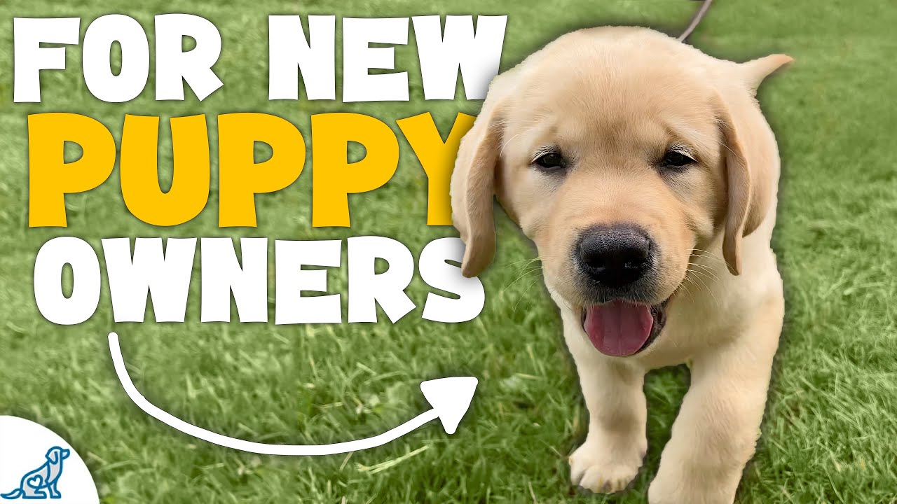 The First 7 Things You Need To Teach Your Puppy Best Dog Training Methods