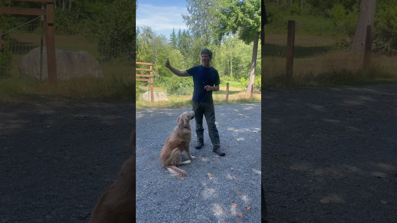 Dog Leash Reactivity Tips - Best Dog Training Methods