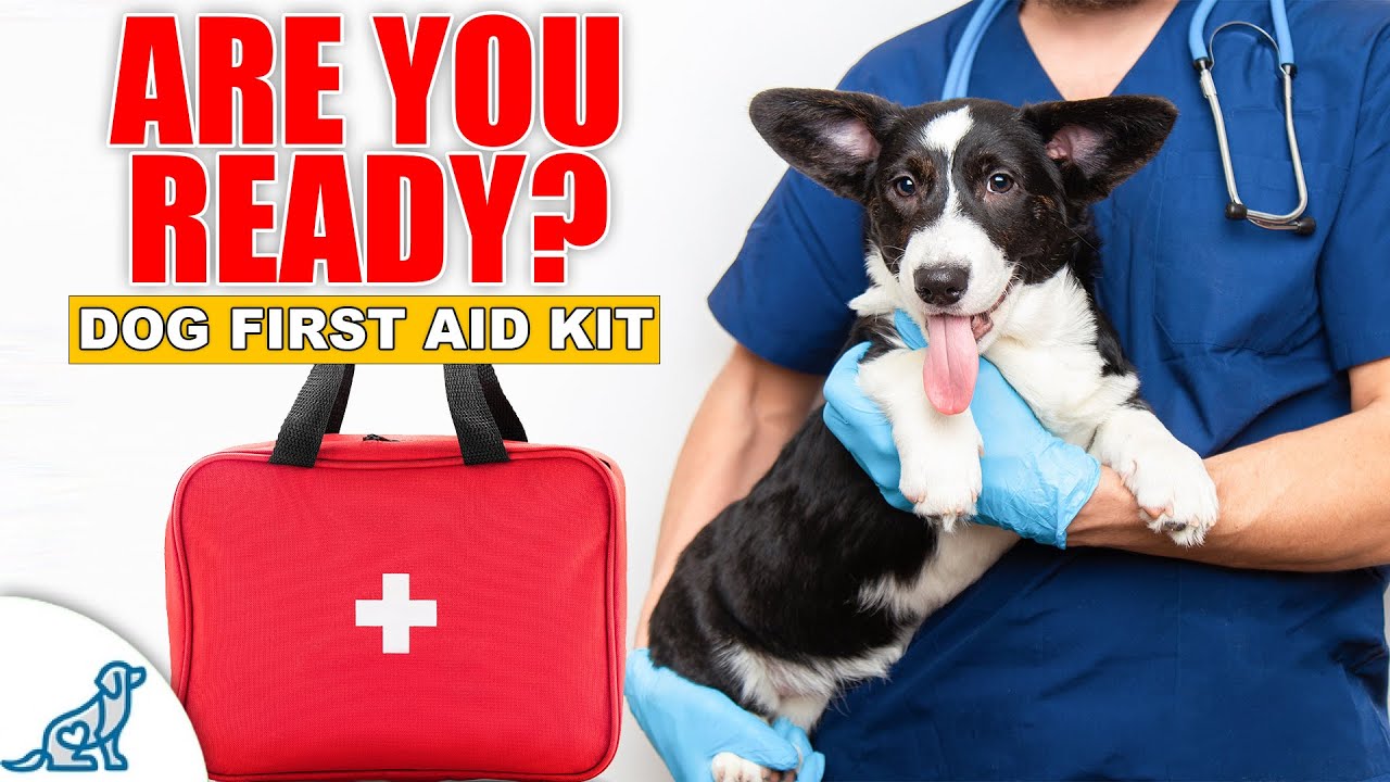 Vet Explains What Is & Isn't An Emergency For Your Dog - Best Dog ...