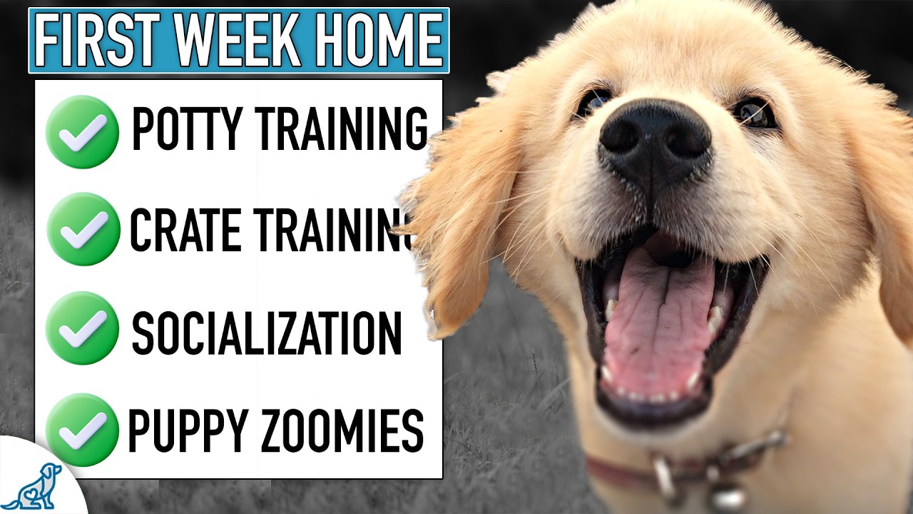 AVOID Common First Week Home Puppy Training Mistakes - Best Dog ...