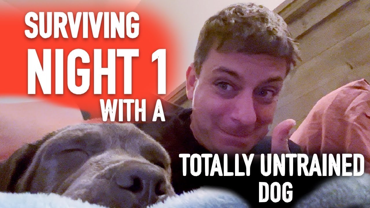 How To Survive Night 1 With a Totally Untrained Dog - Best Dog Training ...