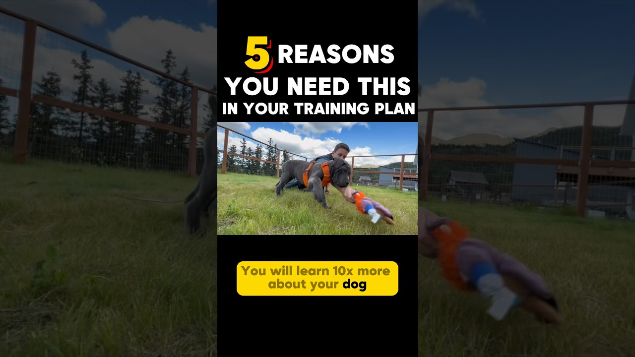 5 Reasons This MUST Be Part of Your Training Plan… - Best Dog Training ...