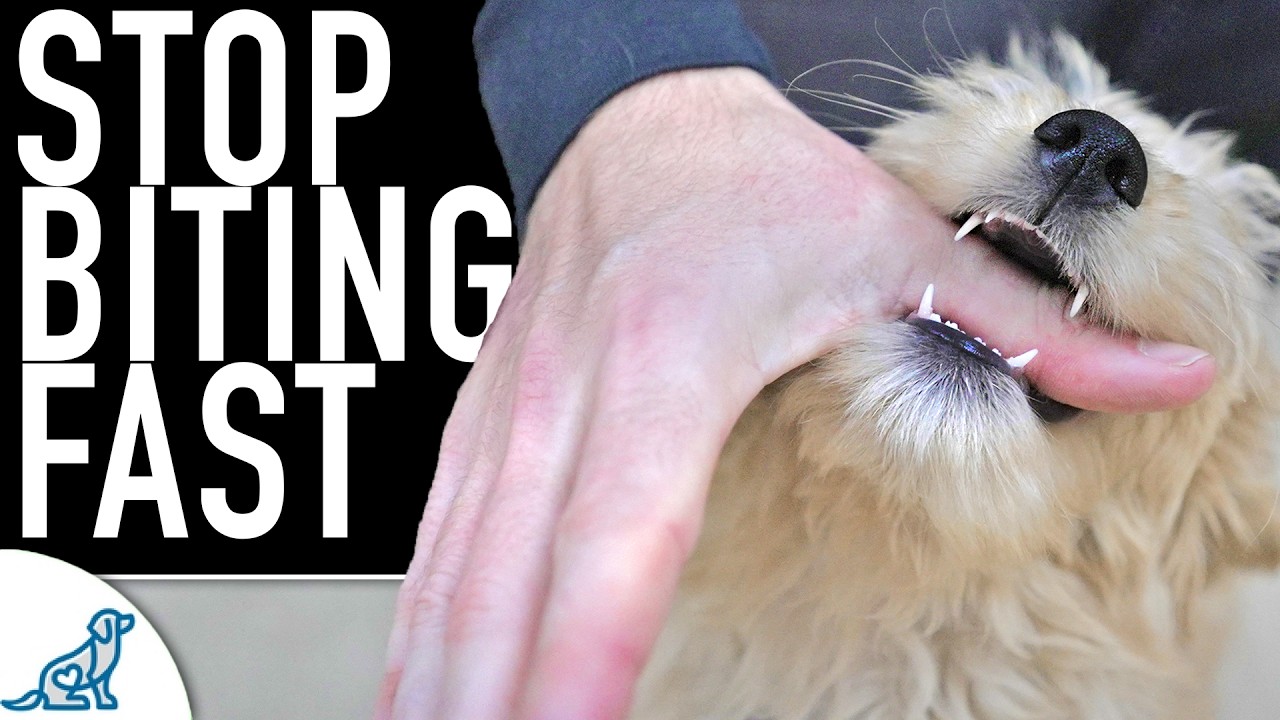 5 Ways You Are Making The Puppy Biting Worse - Best Dog Training Methods