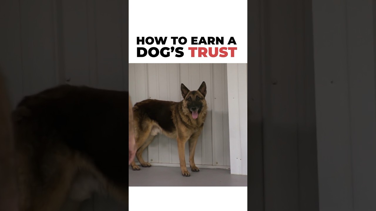 How to earn a dog’s trust ️ - Best Dog Training Methods