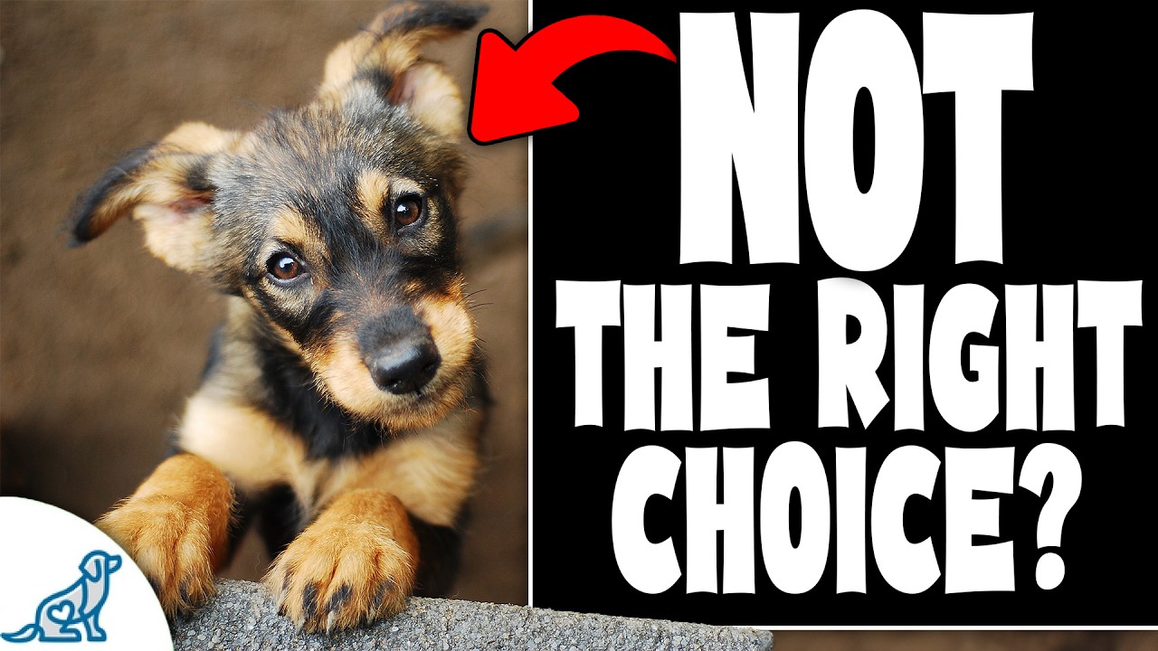How To Pick The Perfect Puppy - Best Dog Training Methods
