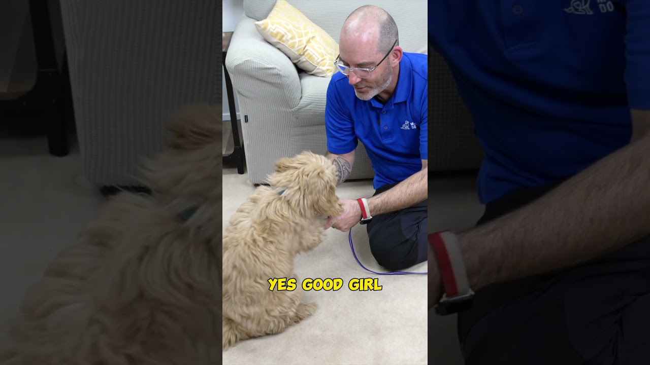 The POWER Of The Word "Yes" In Dog Training - Best Dog Training Methods