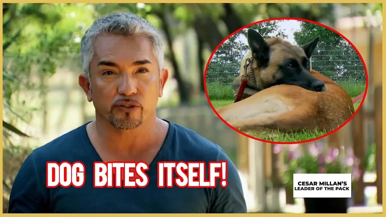 This Dog Bites Itself! (Leader of the Pack) - Best Dog Training Methods