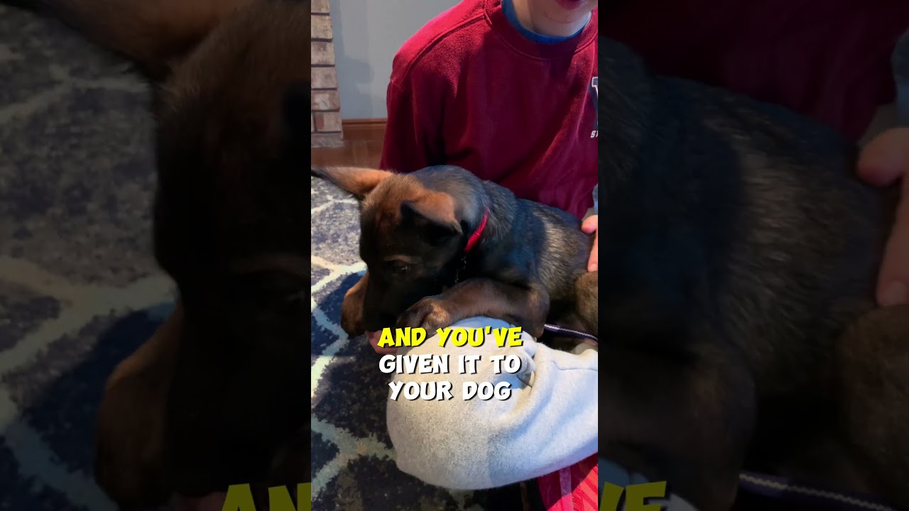 What Type Of Dog Bone Do You Recommend? - Best Dog Training Methods