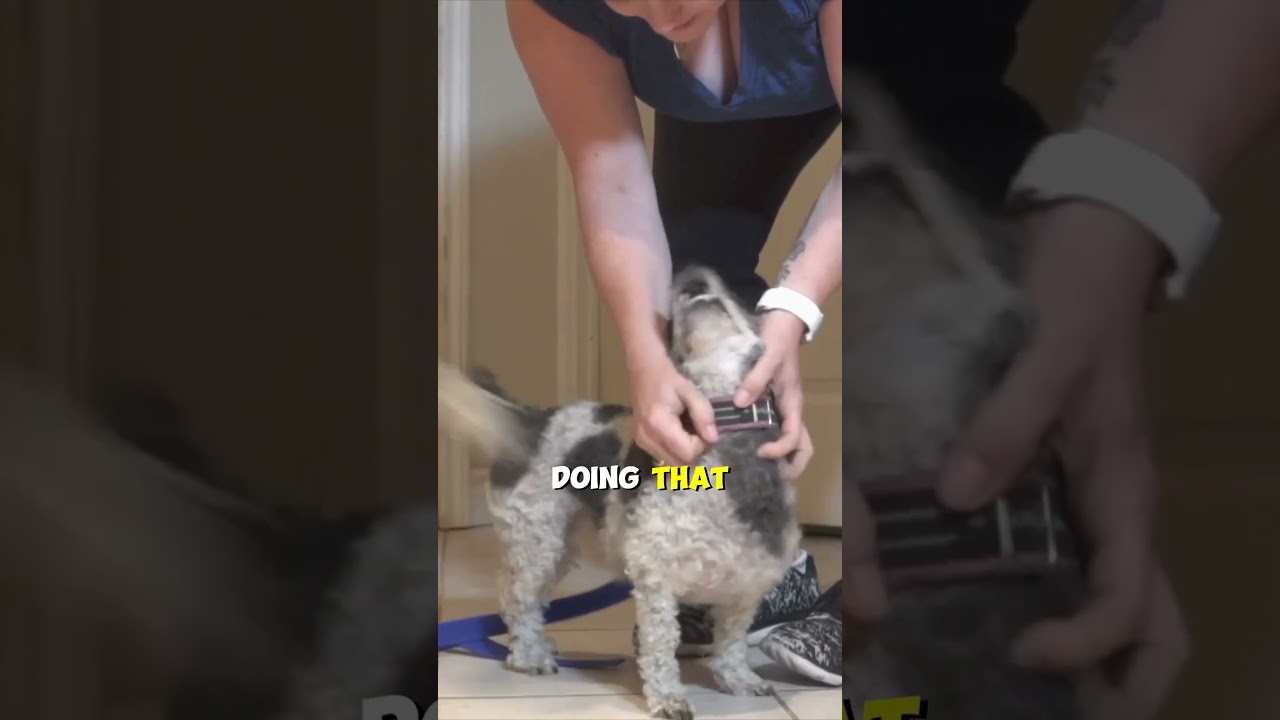 PERFECT Practice Makes Perfect in Dog Training - Best Dog Training Methods
