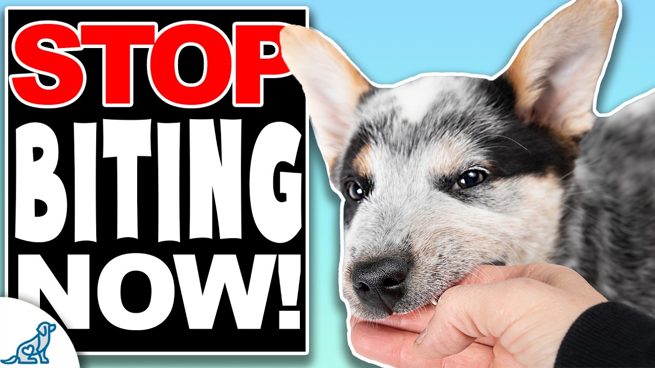 Why Are You ALLOWING Puppy Biting? - Best Dog Training Methods